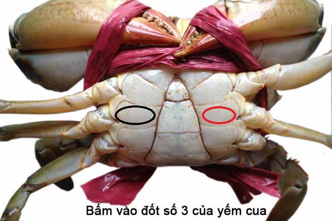 Cách chọn cua biển ngon và chắc thịt, có nhiều gạch